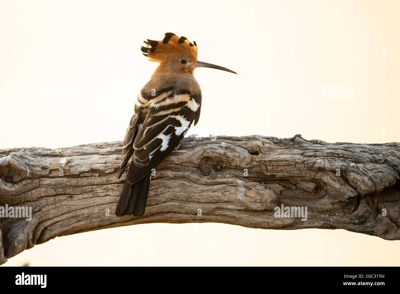 African hoopoe, Upupa africana, Kgalagadi Transfrontier Park, South ...