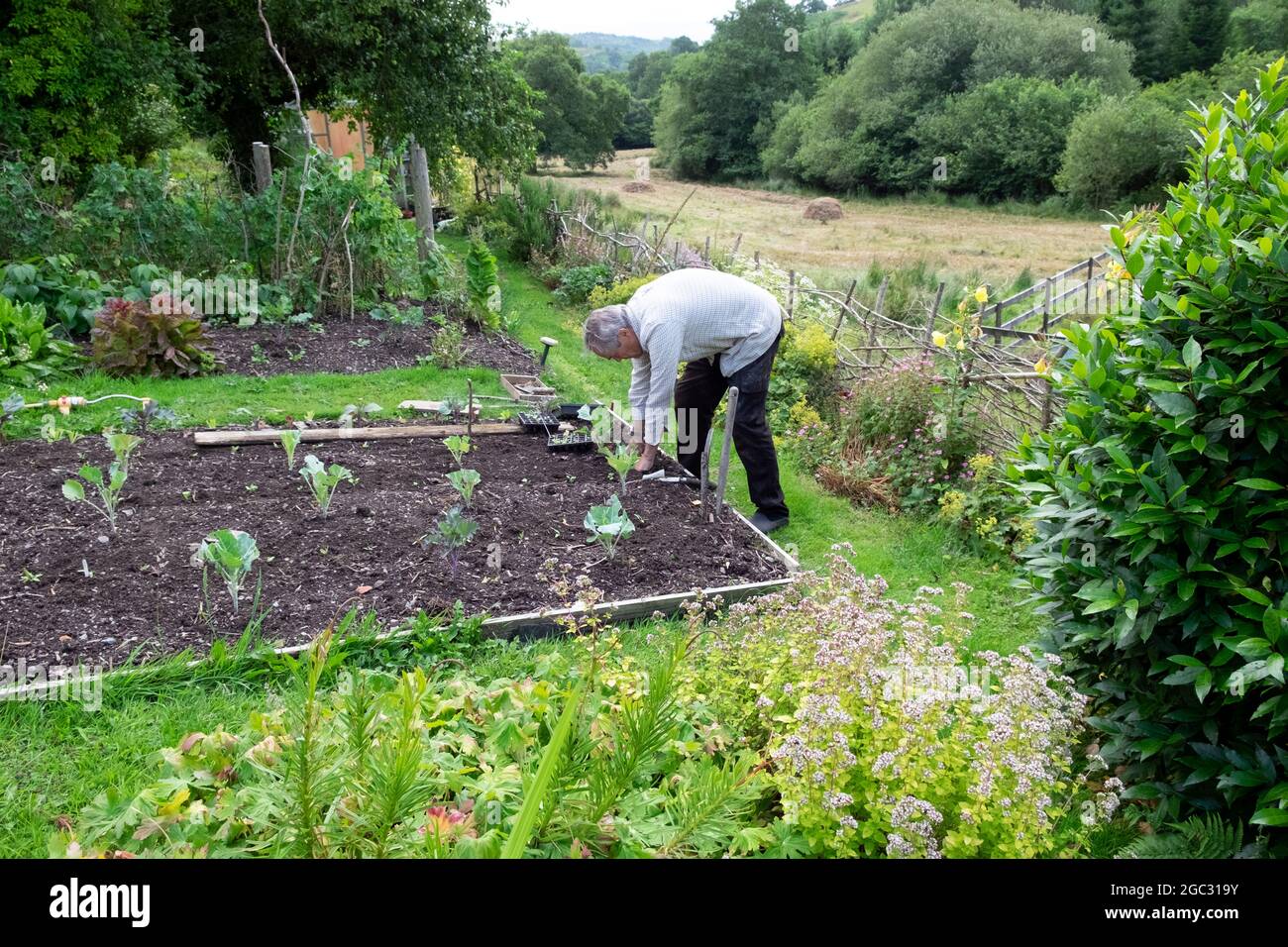 Gardener planting winter lettuces seedlings between rows of cabbage ...