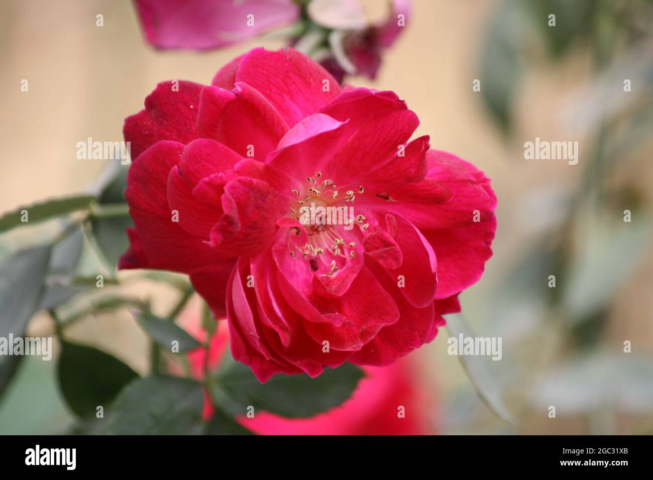 Roses (genus Rosa) blooming in a garden Stock Photo - Alamy