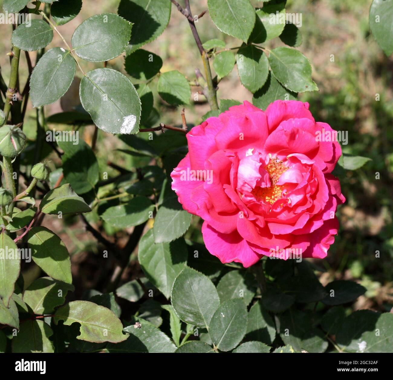Genus rosa hi-res stock photography and images - Alamy