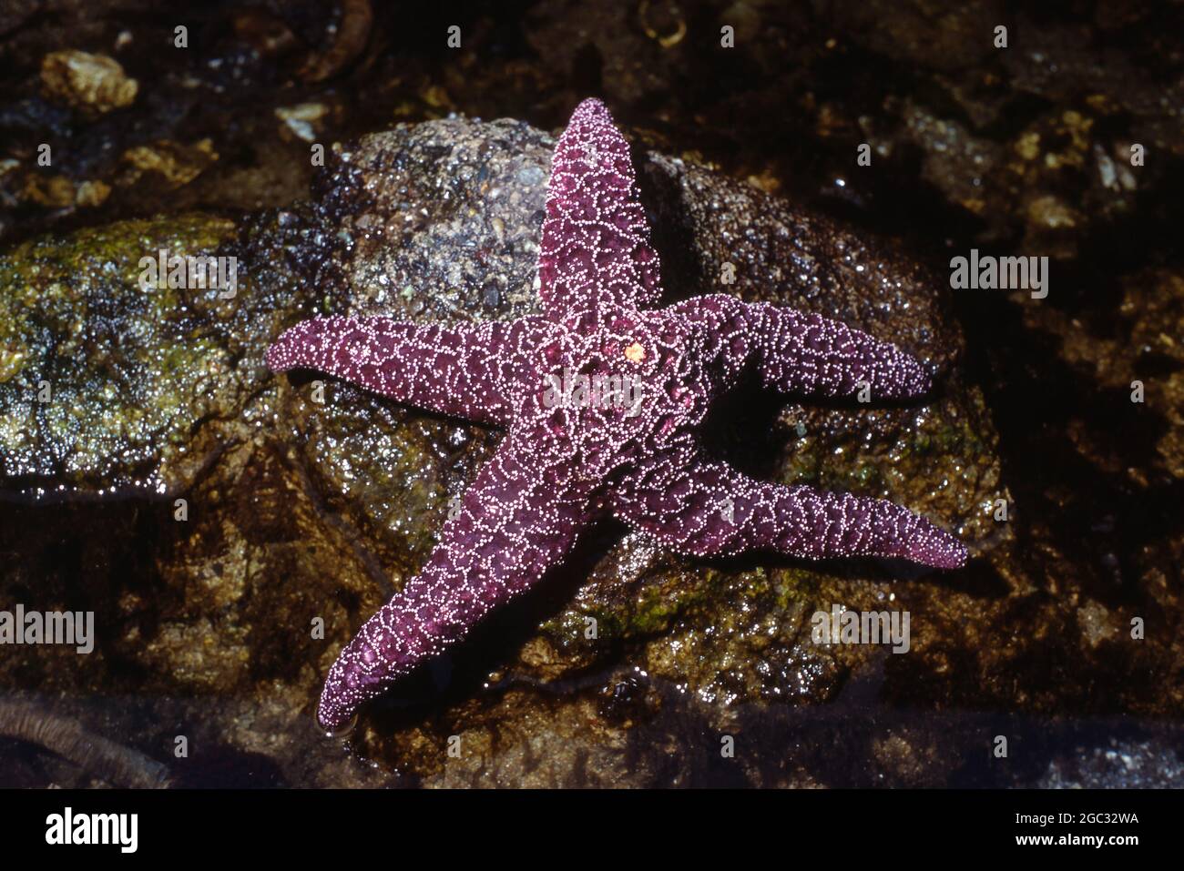 An Ochre Starfish, Pisaster ochraceus, in a tidepool Stock Photo - Alamy