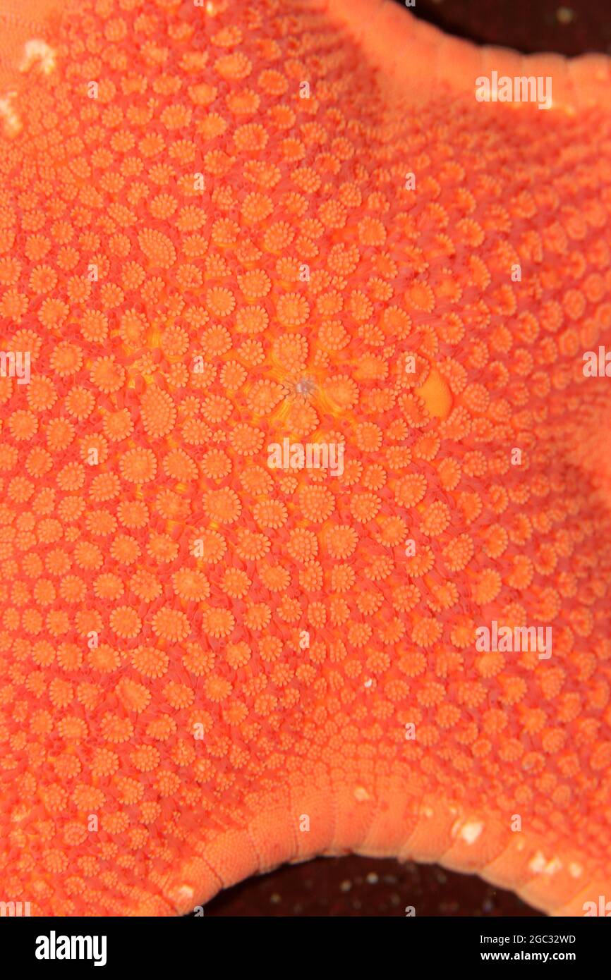 Detail of a pattern on a starfish Stock Photo - Alamy