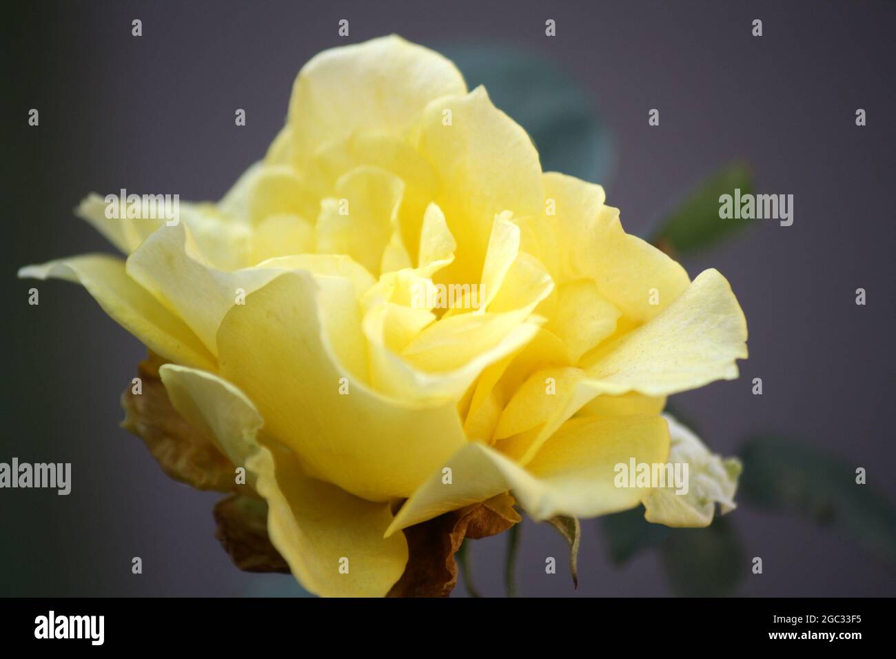 Genus rosa hi-res stock photography and images - Alamy