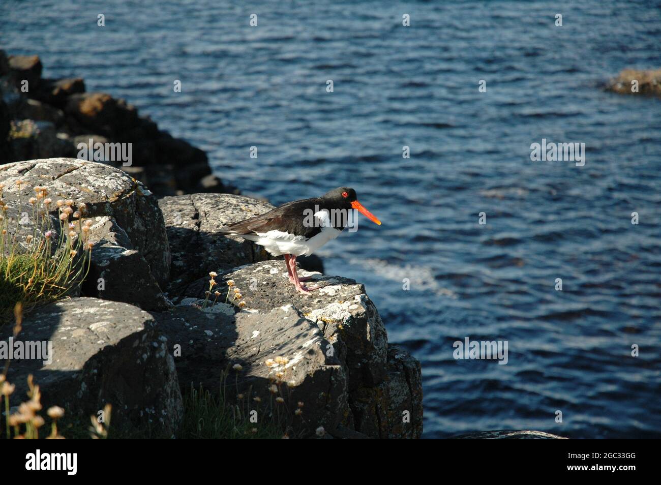Oystercatcher bird perched on a rock by the sea Stock Photo - Alamy
