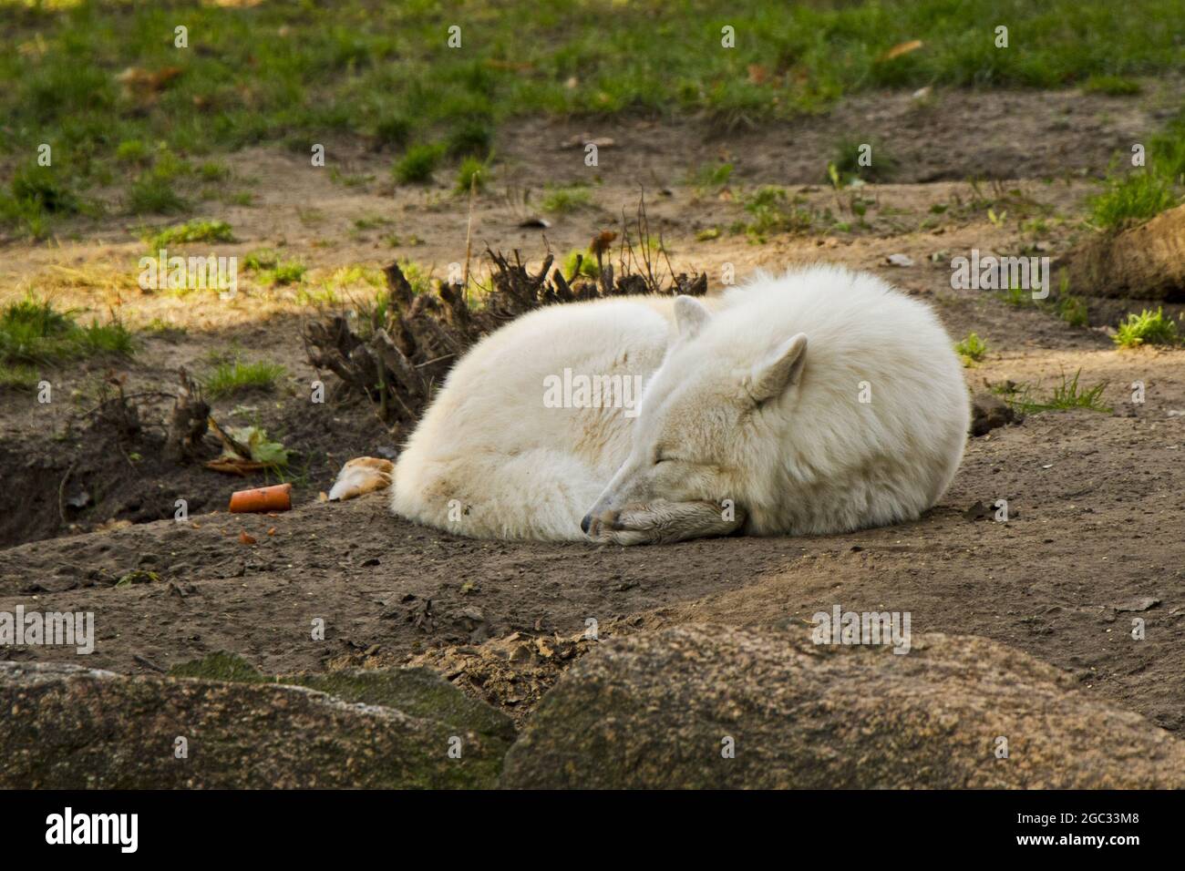 White wolf sleeping hi-res stock photography and images - Alamy
