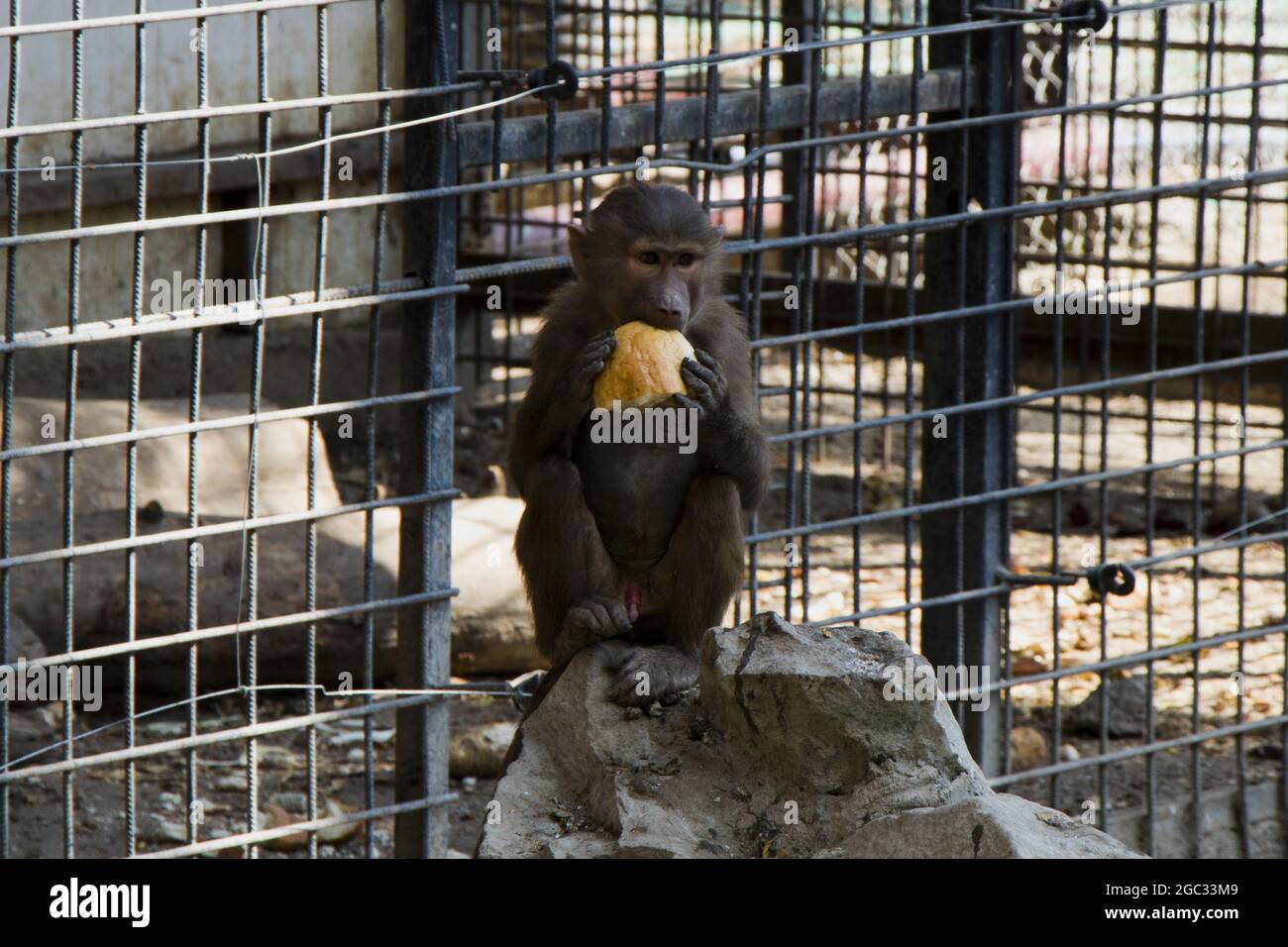 Closeup of a monkey in the zoo, sitting on a stone and eating a piece ...