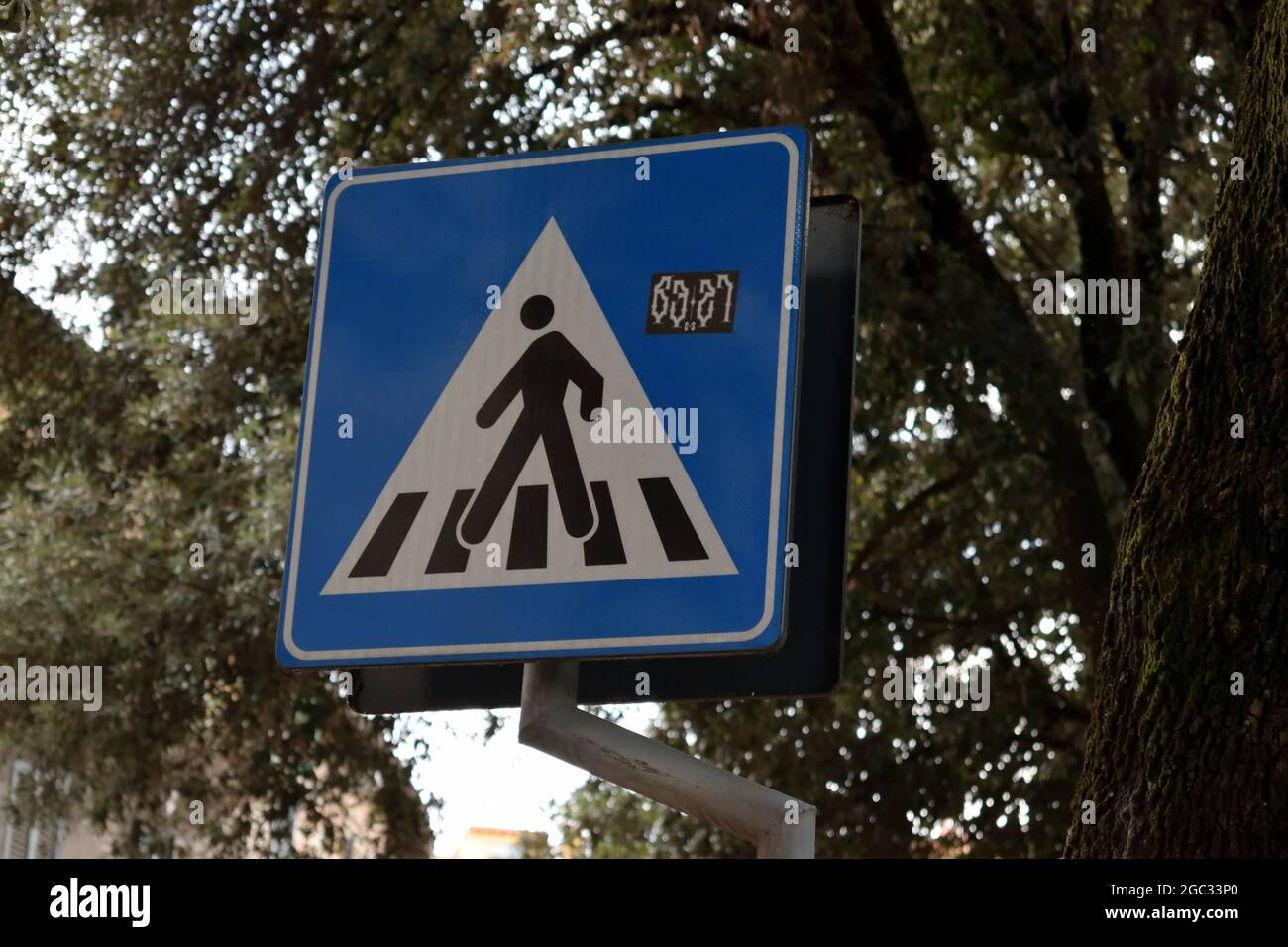 Pedestrian crossing sign. Traffic road blue sign with tree in ...