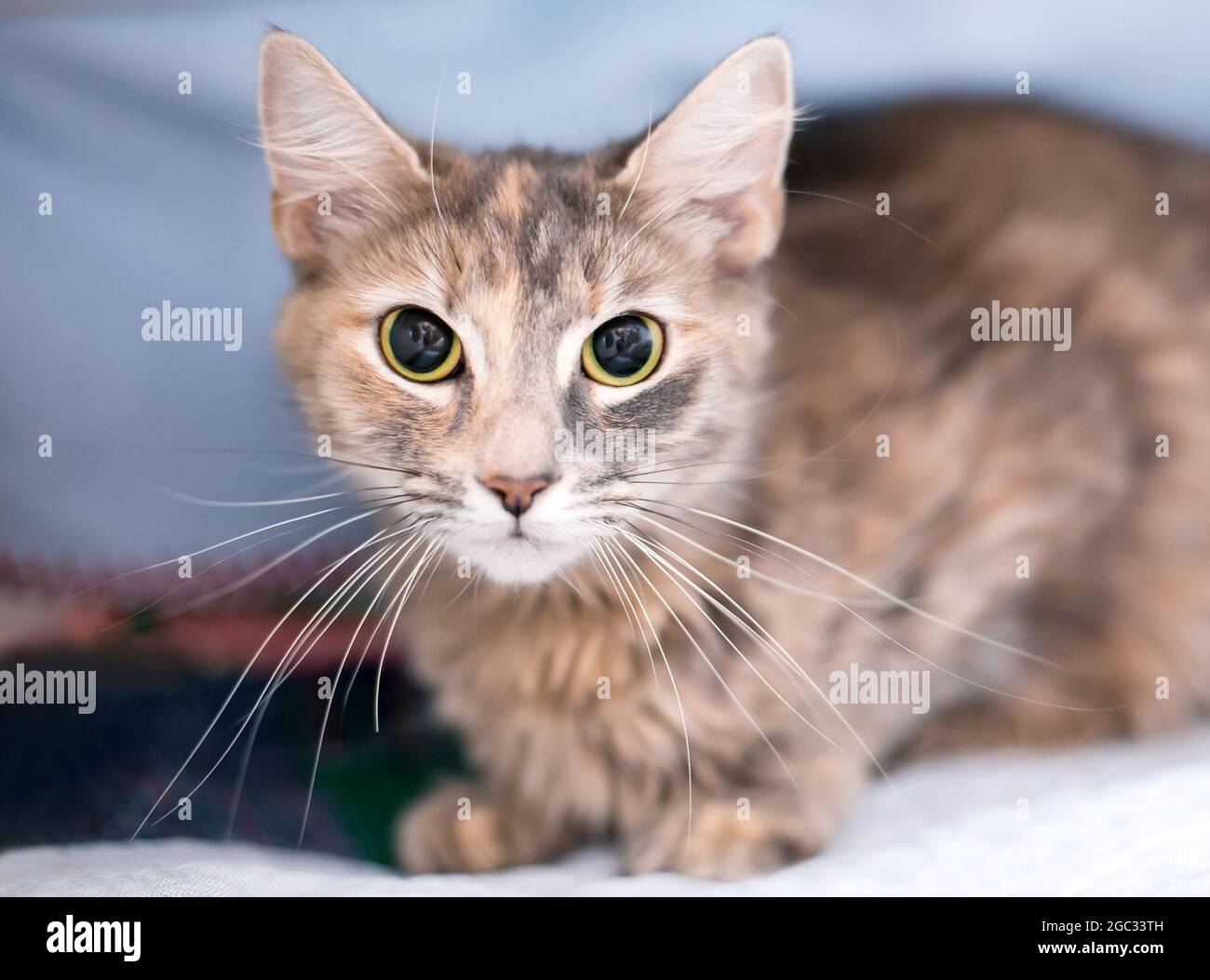 Wide Eyed Cat Nutella