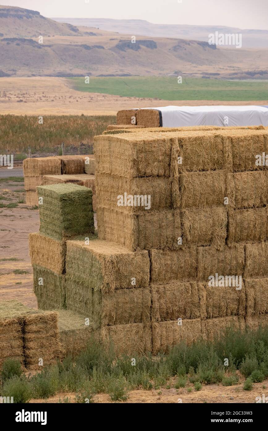 Alfalfa hay bales stacked for dying on farm, Palouse area, Washington ...