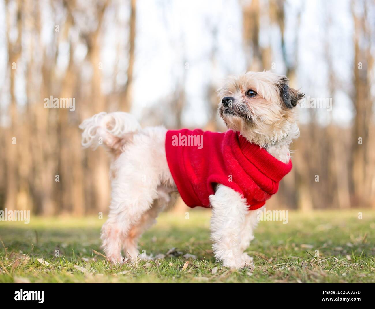 A cute Shih Tzu dog standing outdoors wearing a red sweater Stock Photo ...