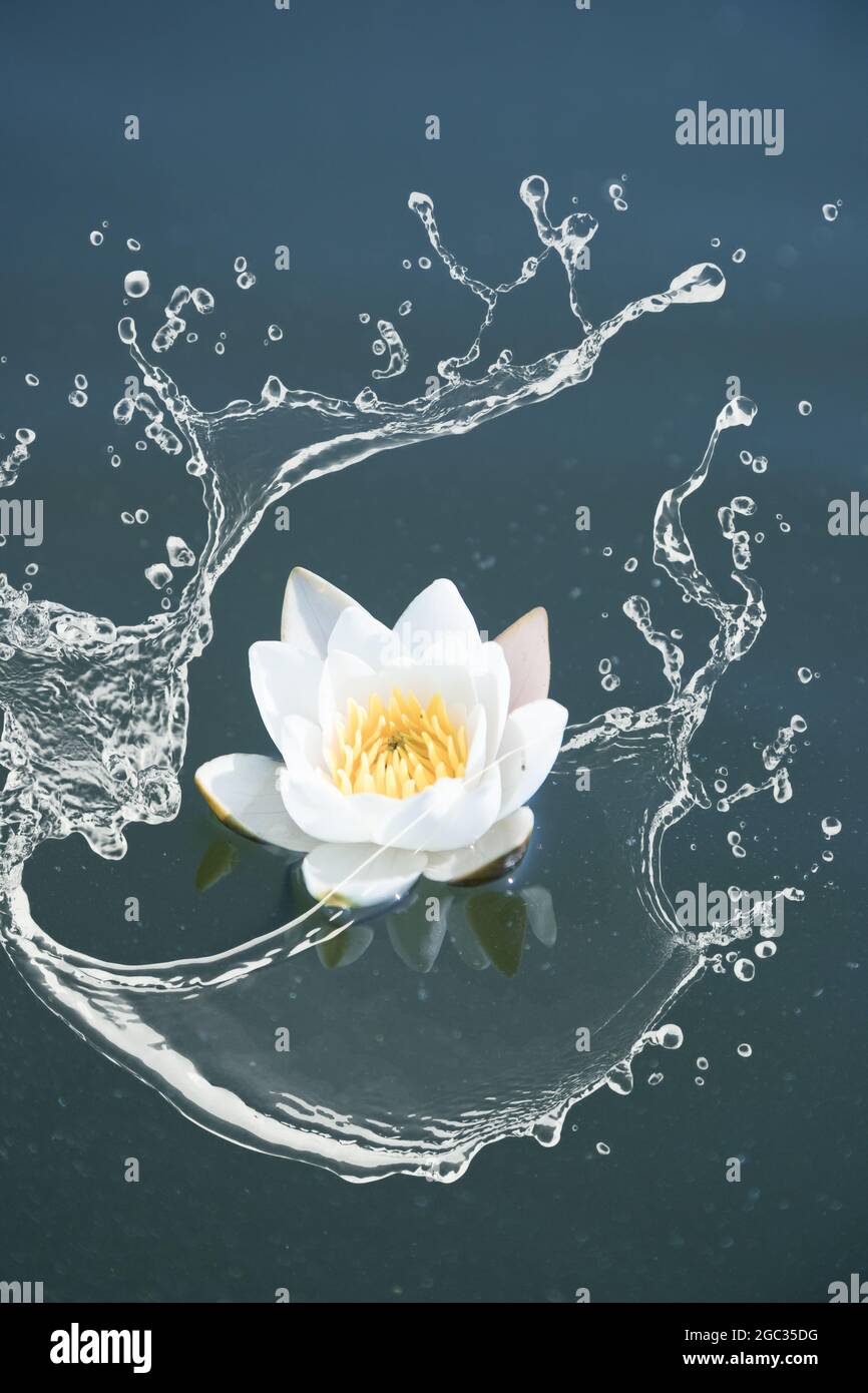 Close-up of a blooming lily and a water splash around. The background ...