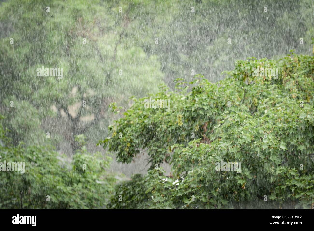Rainy storm day in forest. Green nature background. Raindrops in the ...