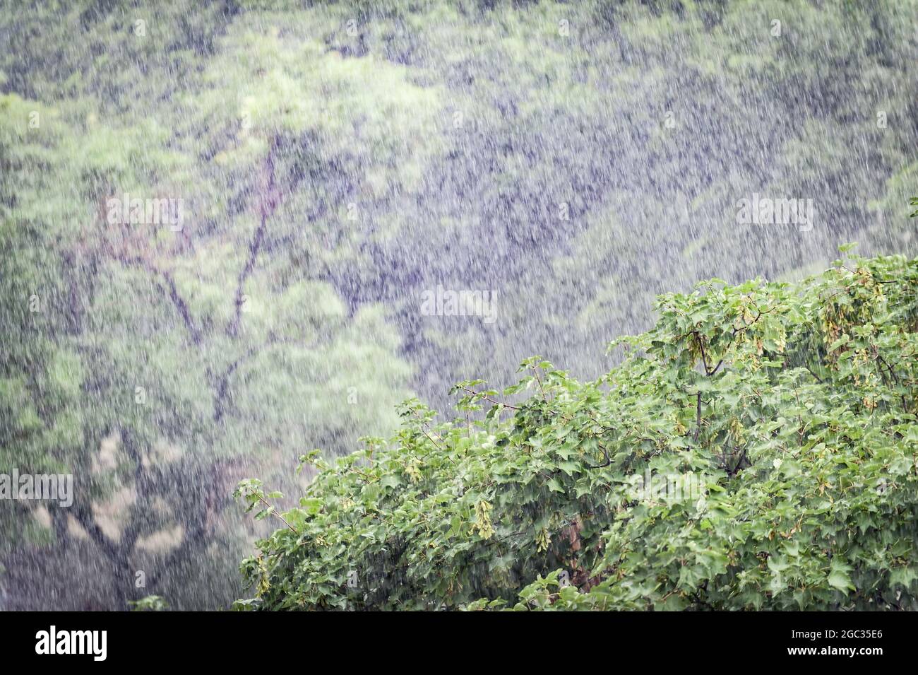 Rainy storm day in forest. Green nature background. Raindrops in the ...