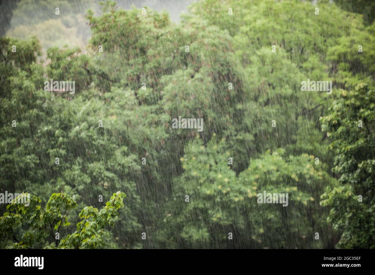 Rainy storm day in forest. Green nature background. Raindrops in the ...