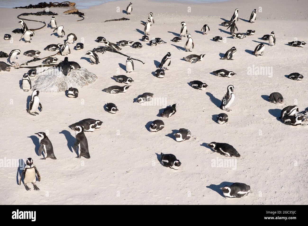 African penguins, Spheniscus demersus, Boulders Beach, Cape Peninsula ...