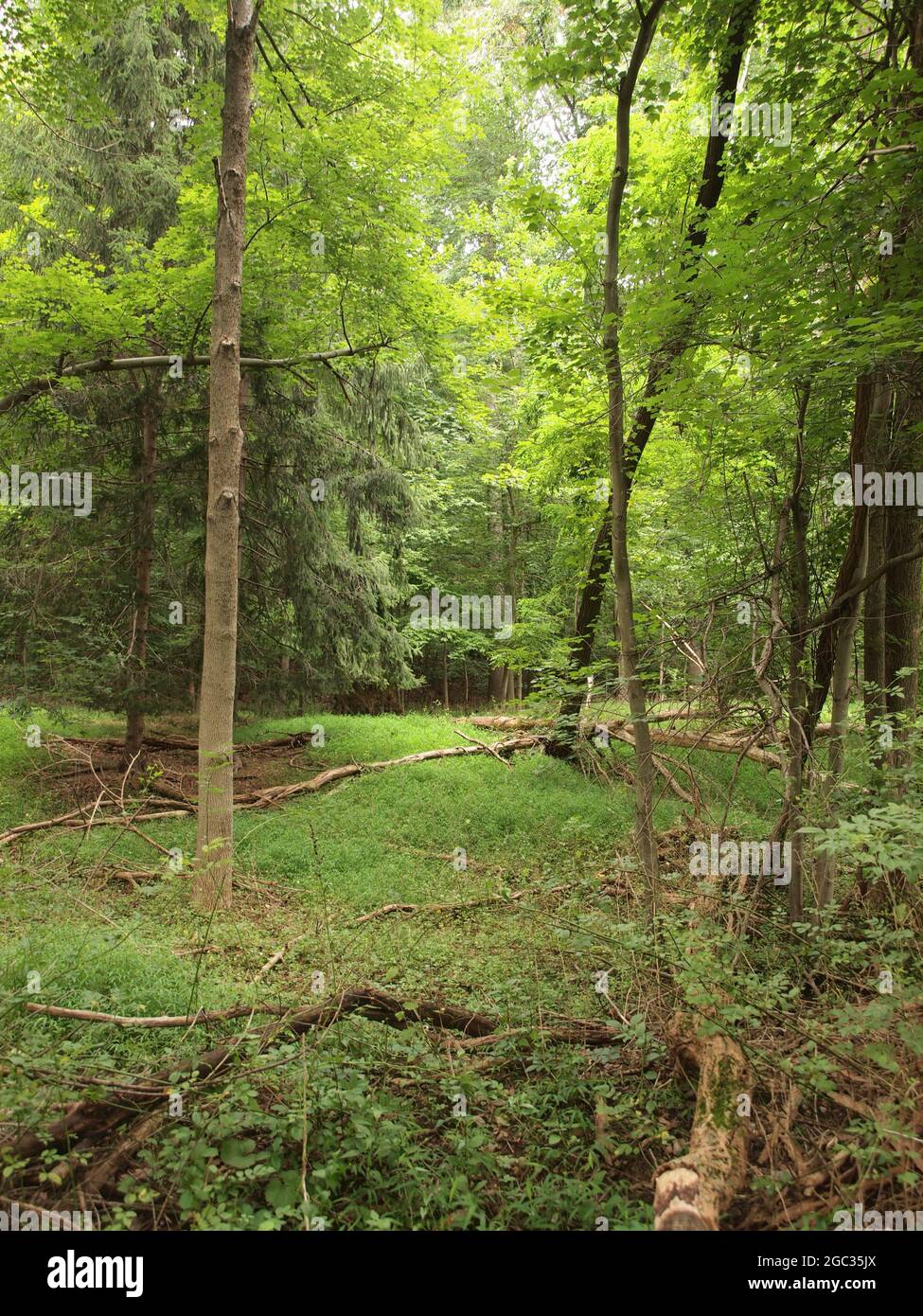 Somber wooded scene and rich green colors hi-res stock photography and ...