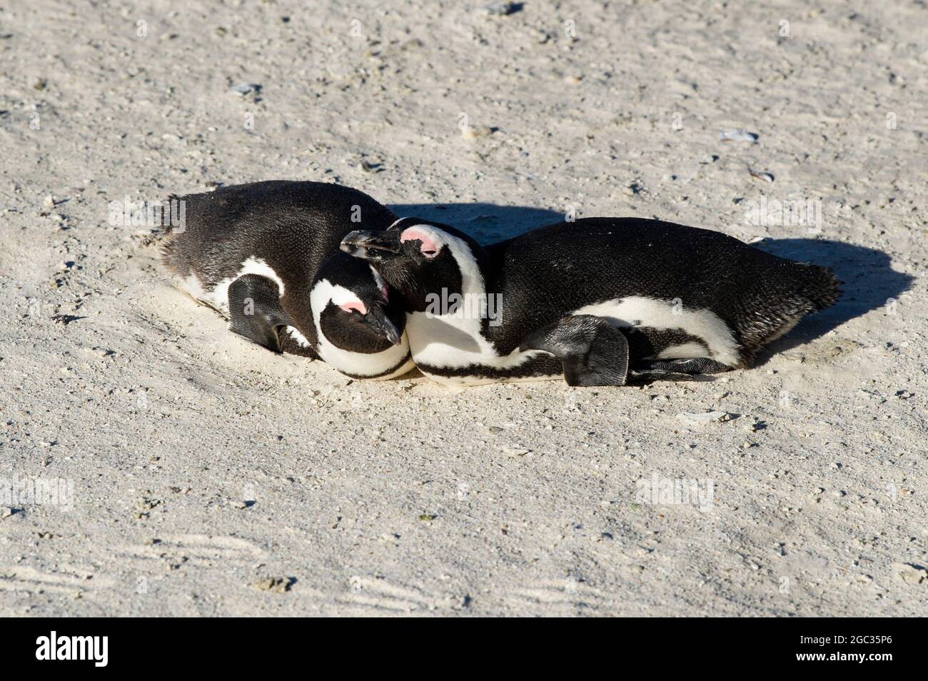 African penguins, Spheniscus demersus, Boulders Beach, Cape Peninsula ...