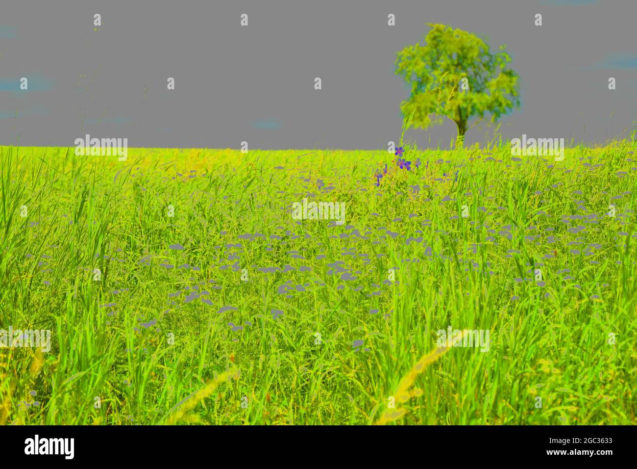 green meadow with single pear tree Stock Photo - Alamy