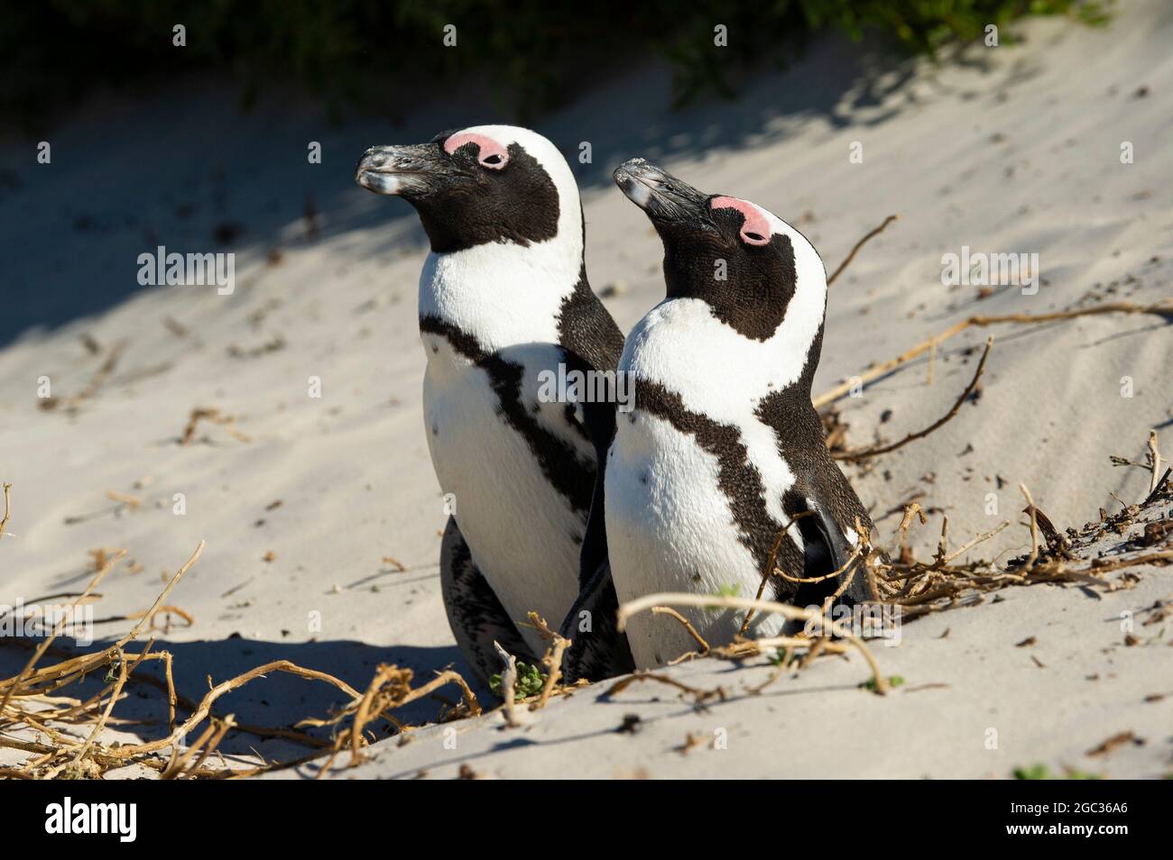 African penguin pair nesting, Spheniscus demersus, Boulders Beach, Cape ...