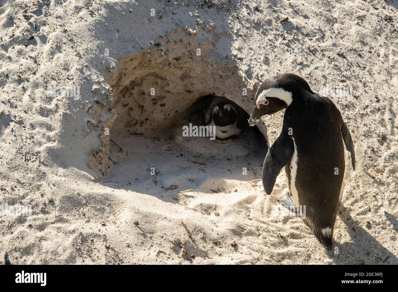 African penguins nesting, Spheniscus demersus, Boulders Beach, Cape ...