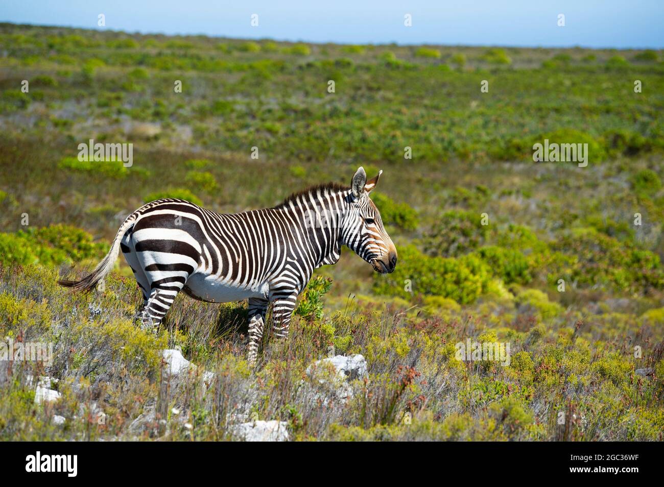Cape mountain zebra, Equus zebra zebra, Cape of Good Hope Nature ...