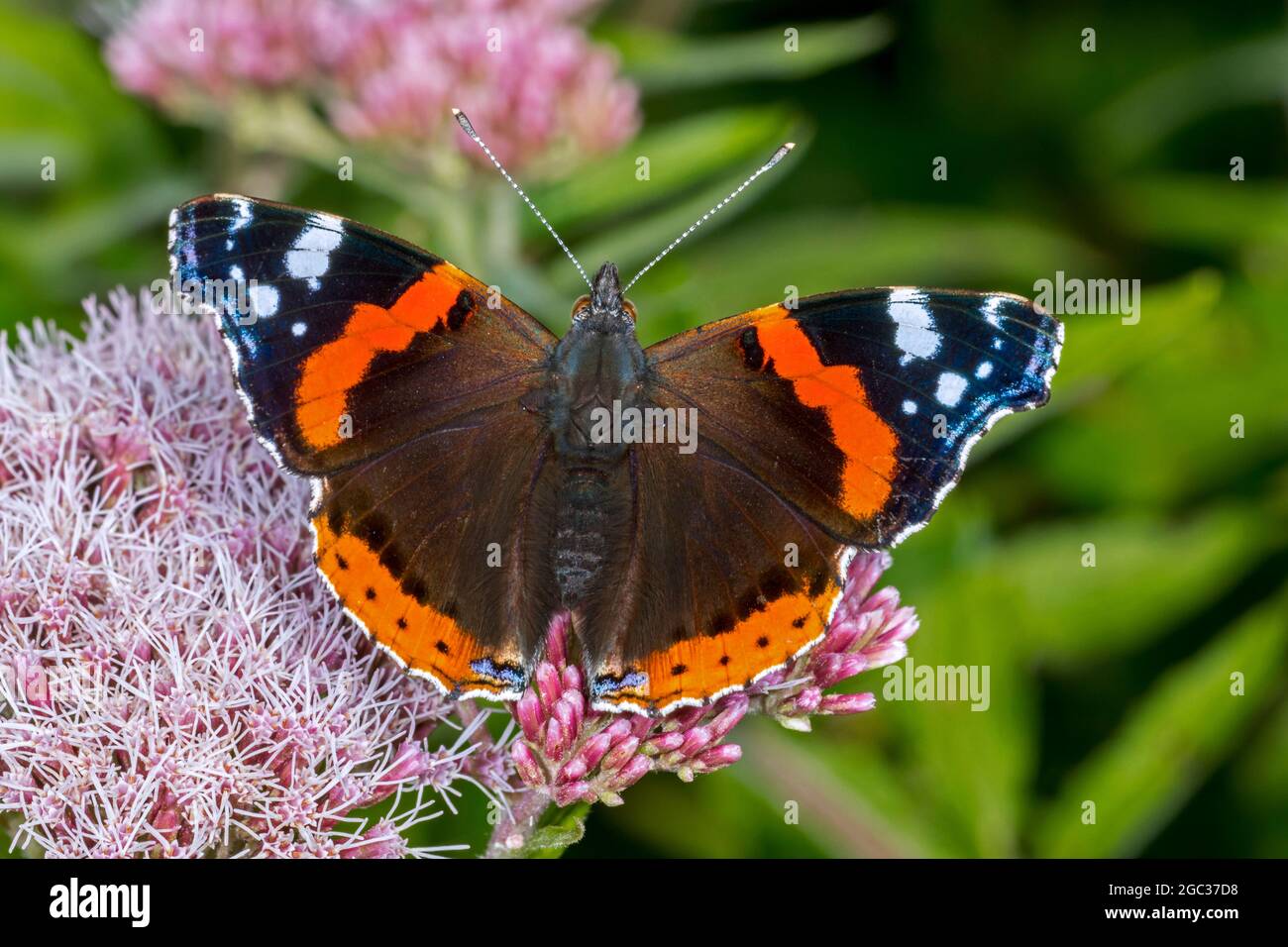 Red admiral and flower hi-res stock photography and images - Alamy