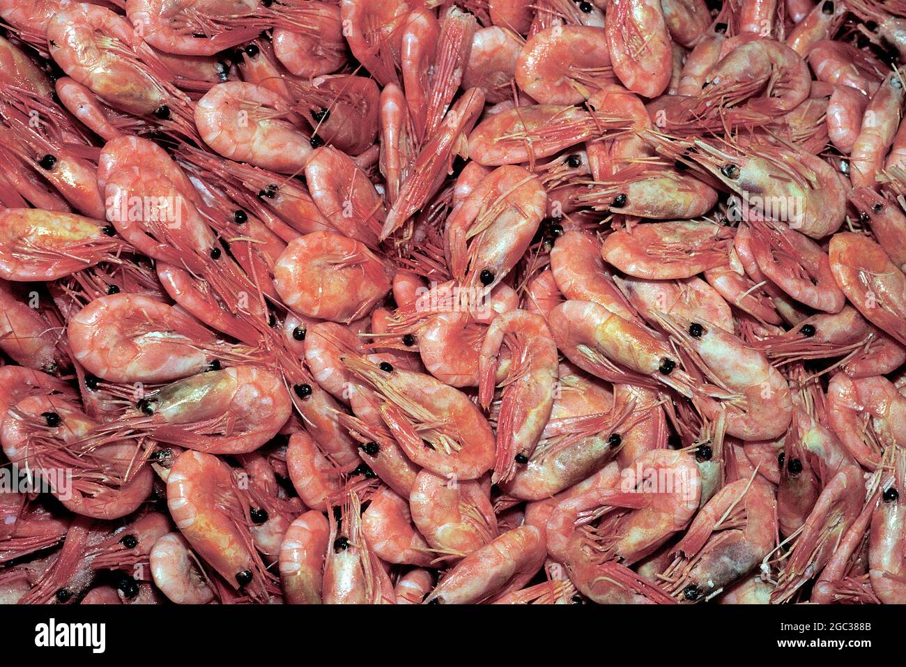 Fresh Shrimp at a seafood market Stock Photo - Alamy
