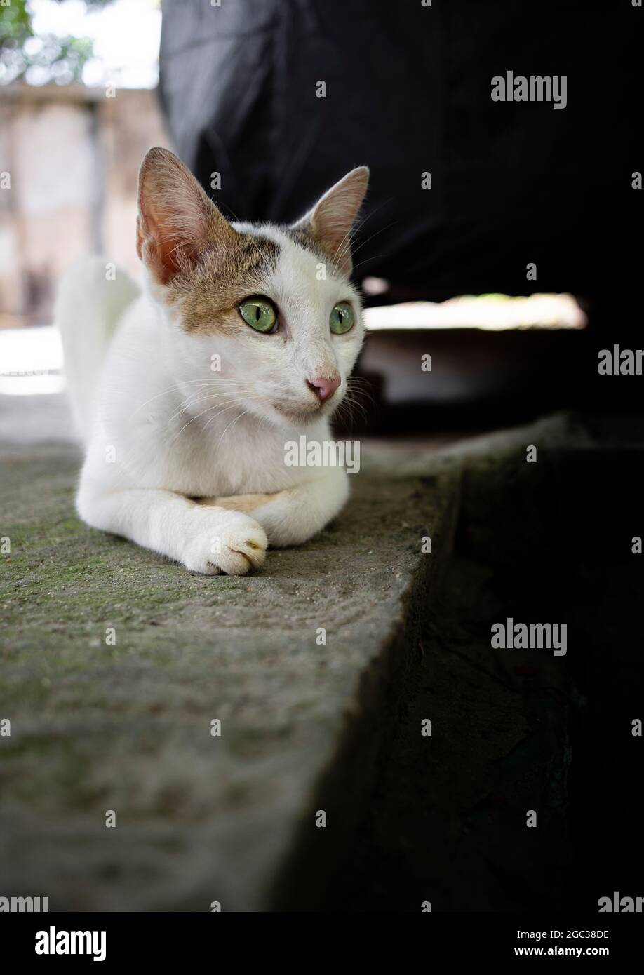 An Indian street cat sitting on road taking rest Stock Photo - Alamy