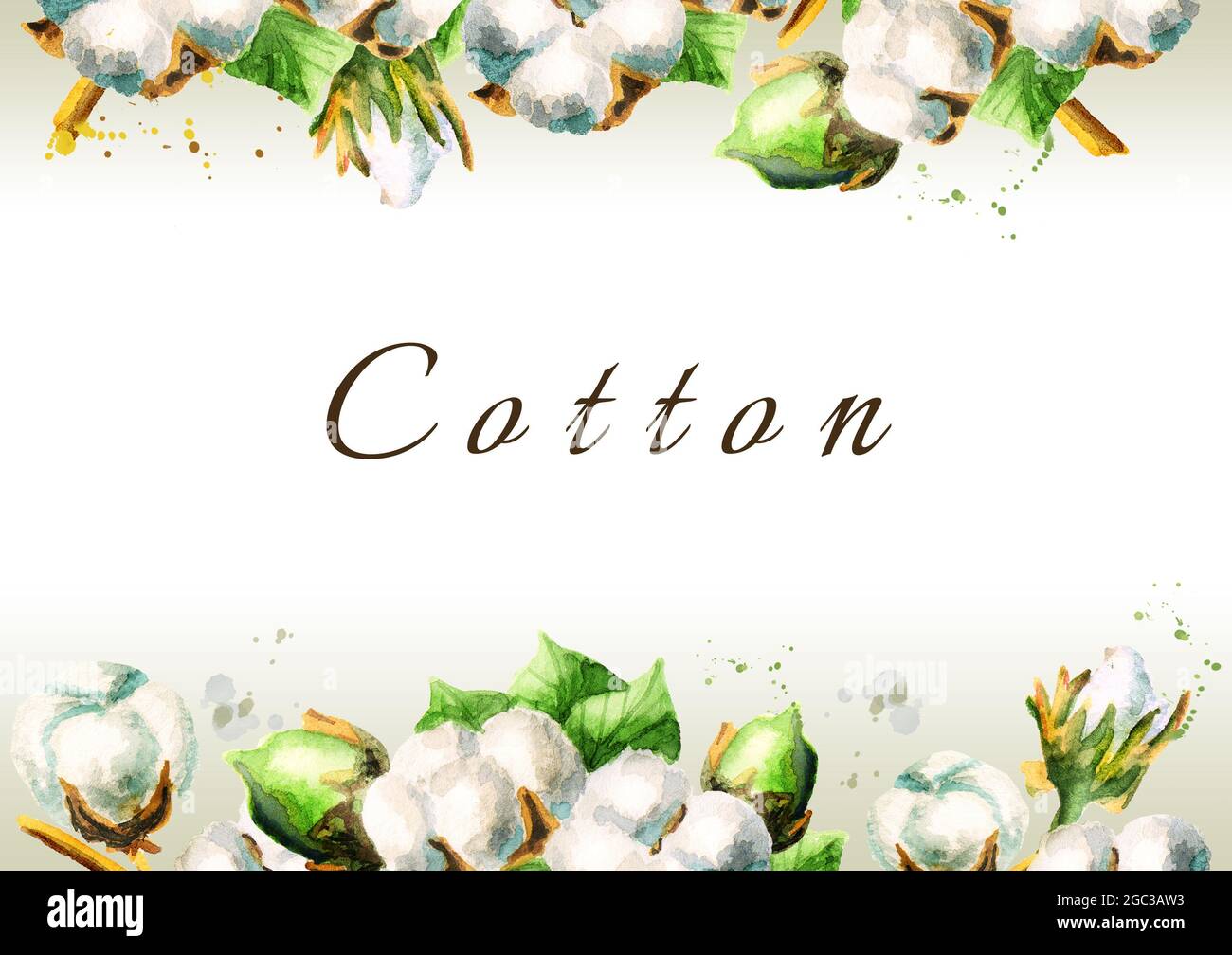 Cotton flowers background. Watercolor hand-drawn illustration Stock ...
