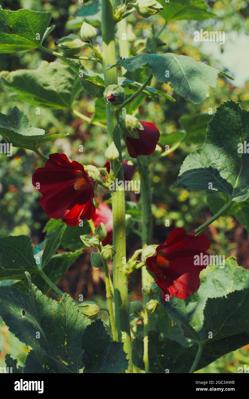 Blooming mallow. Several red flowers of mallow Stock Photo - Alamy