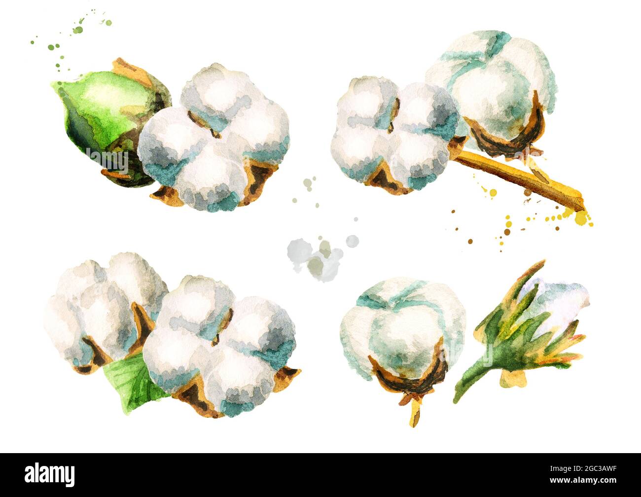 Cotton illustrations set. Hand-drawn watercolor Stock Photo - Alamy