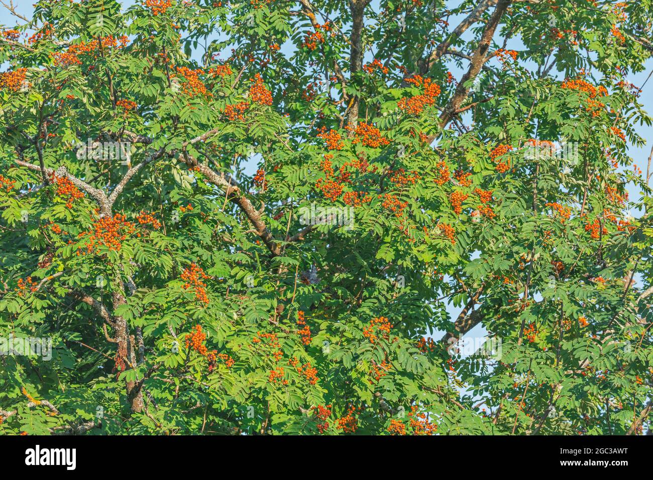 Rowan berry on the tree branches at august time Stock Photo - Alamy