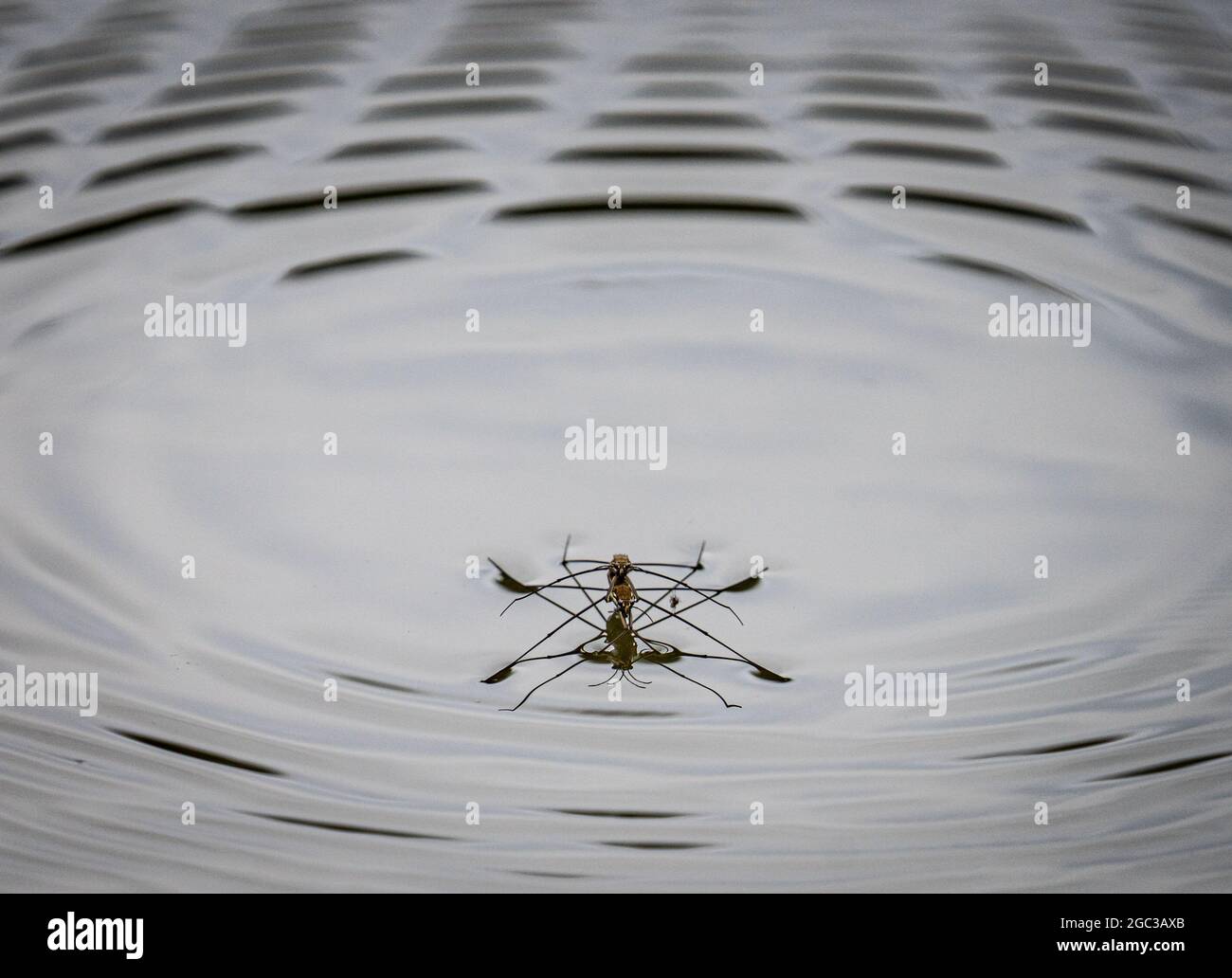 Horbach, Germany. 06th Aug, 2021. Two mating water striders are walking ...
