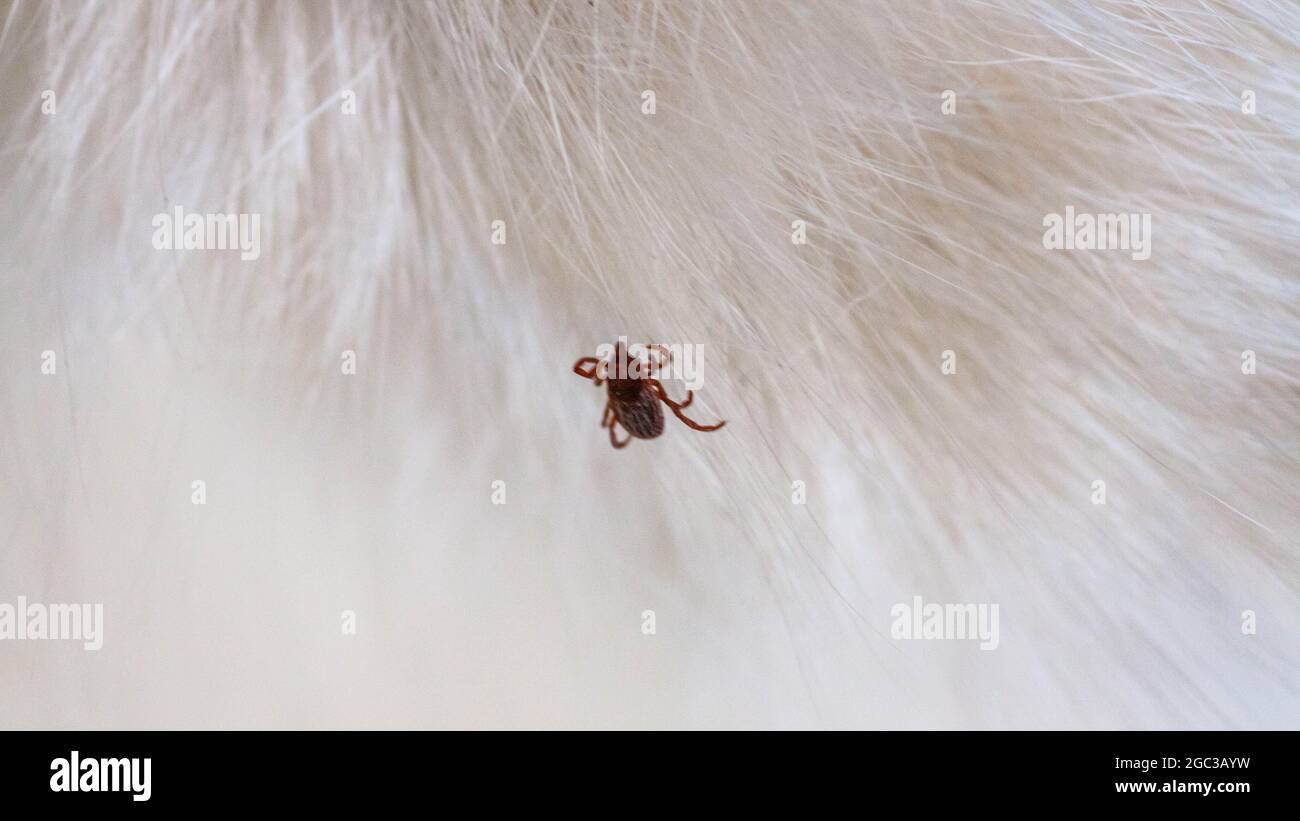 An ixodic infectious tick stuck to the head of a kitten. A tick bit a ...