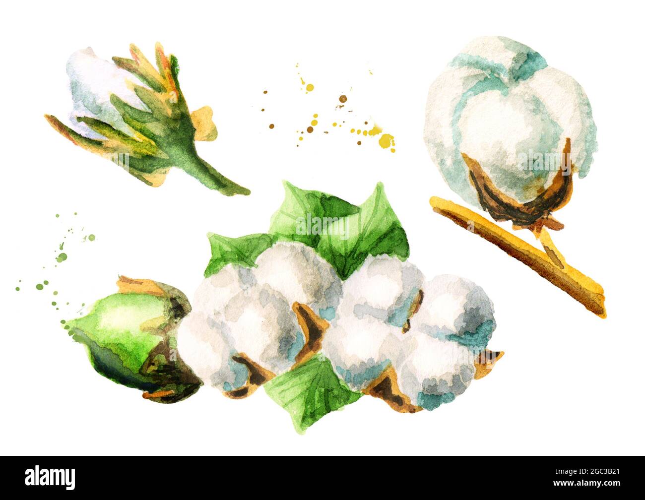 Cotton set. Hand-drawn watercolor illustration Stock Photo - Alamy
