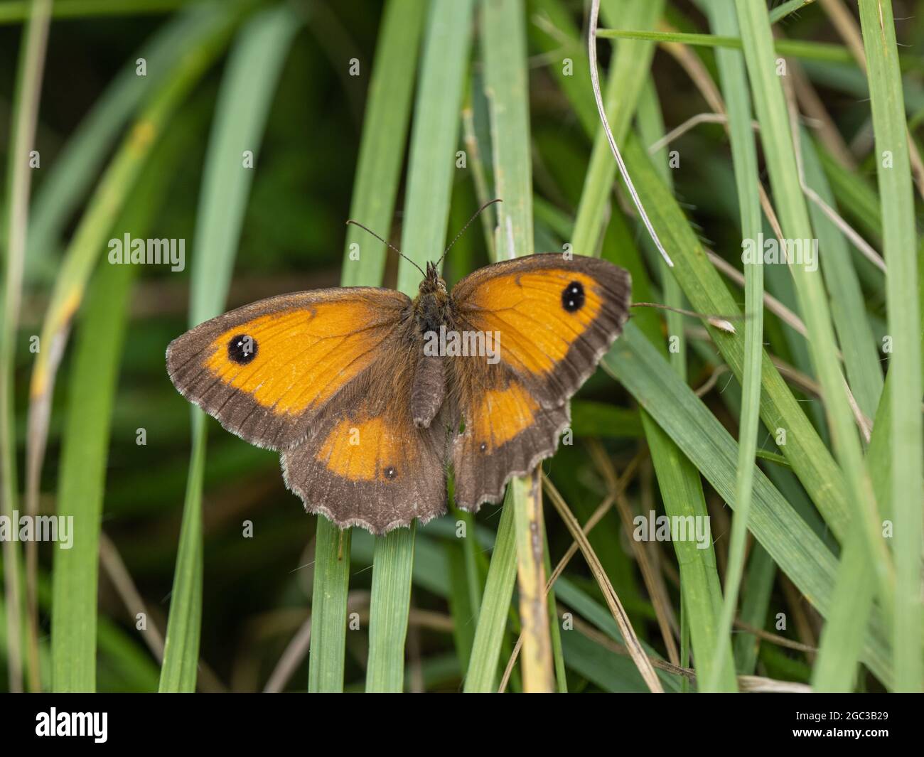 Female Gatekeeper Butterfly Resting on Grass Stock Photo - Alamy