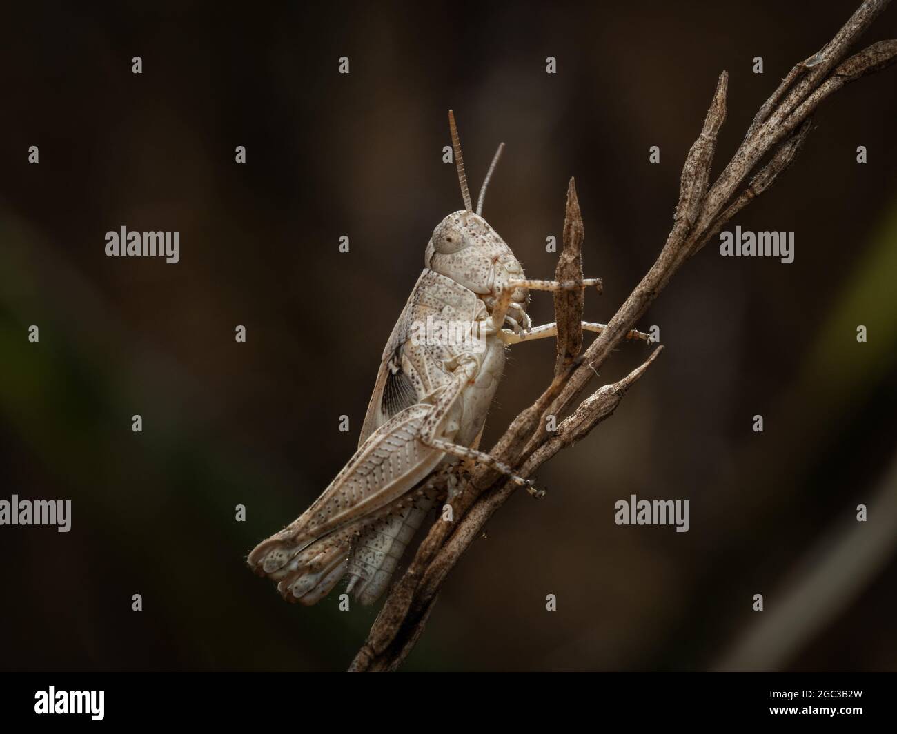 Macro shot of a locust in nature during daylight Stock Photo - Alamy