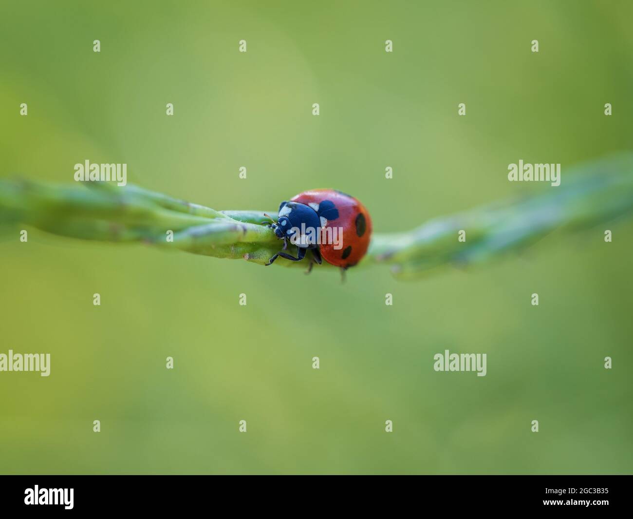 Macro shot of a ladybug on a plant outdoors during daylight Stock Photo ...