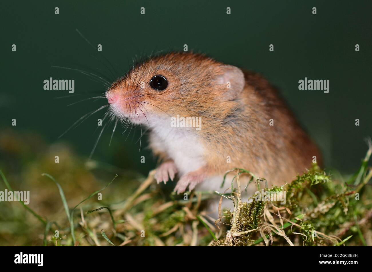 Little native mouse hi-res stock photography and images - Alamy