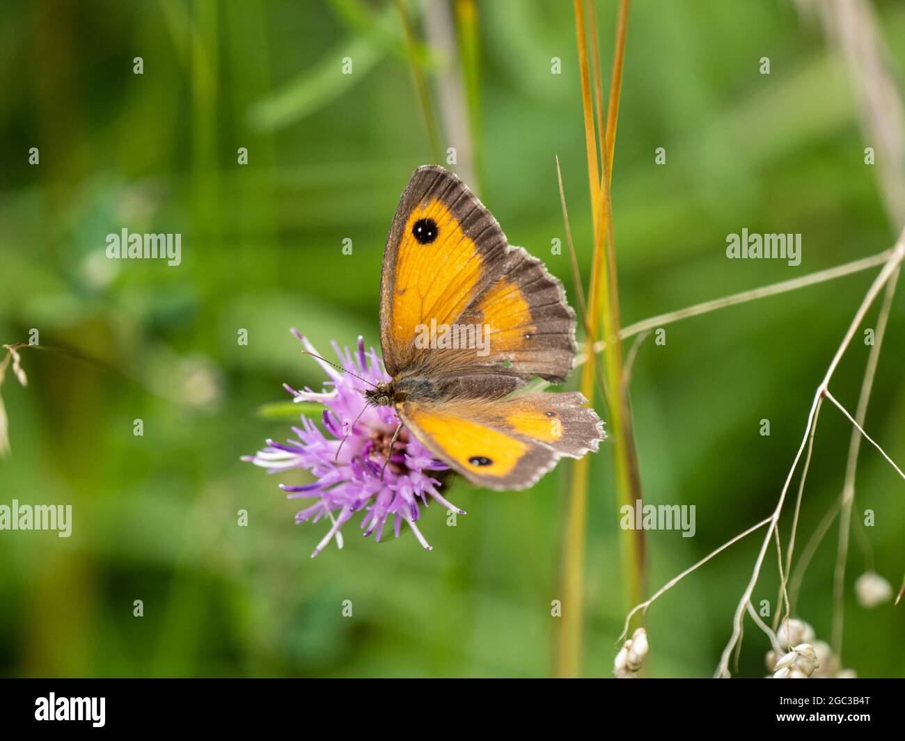 Female Gatekeeper Butterfly Feeding on Knapweed Stock Photo - Alamy
