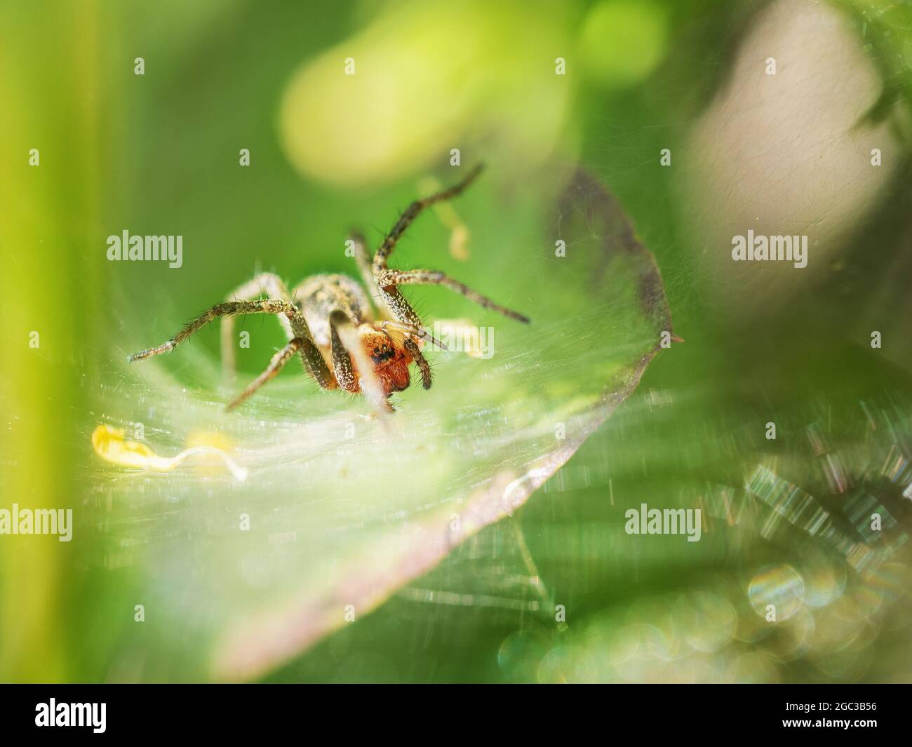 Lethal spiders hi-res stock photography and images - Alamy