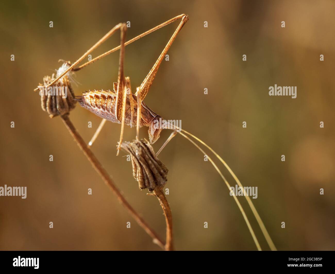 Macro shot of a locust in nature during daylight Stock Photo - Alamy