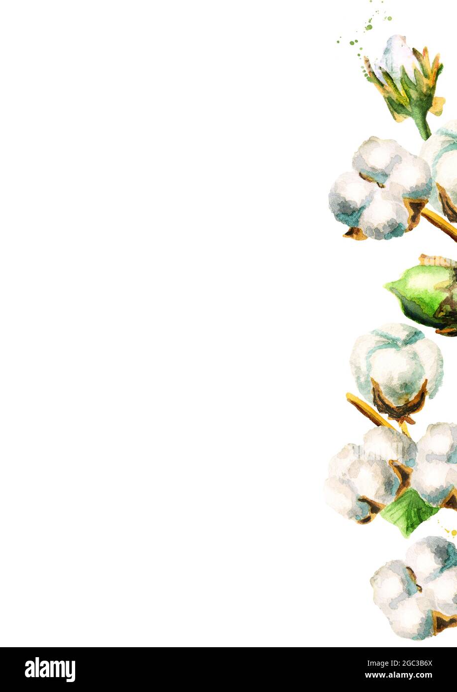 Natural cotton template. Watercolor hand-drawn background Stock Photo ...