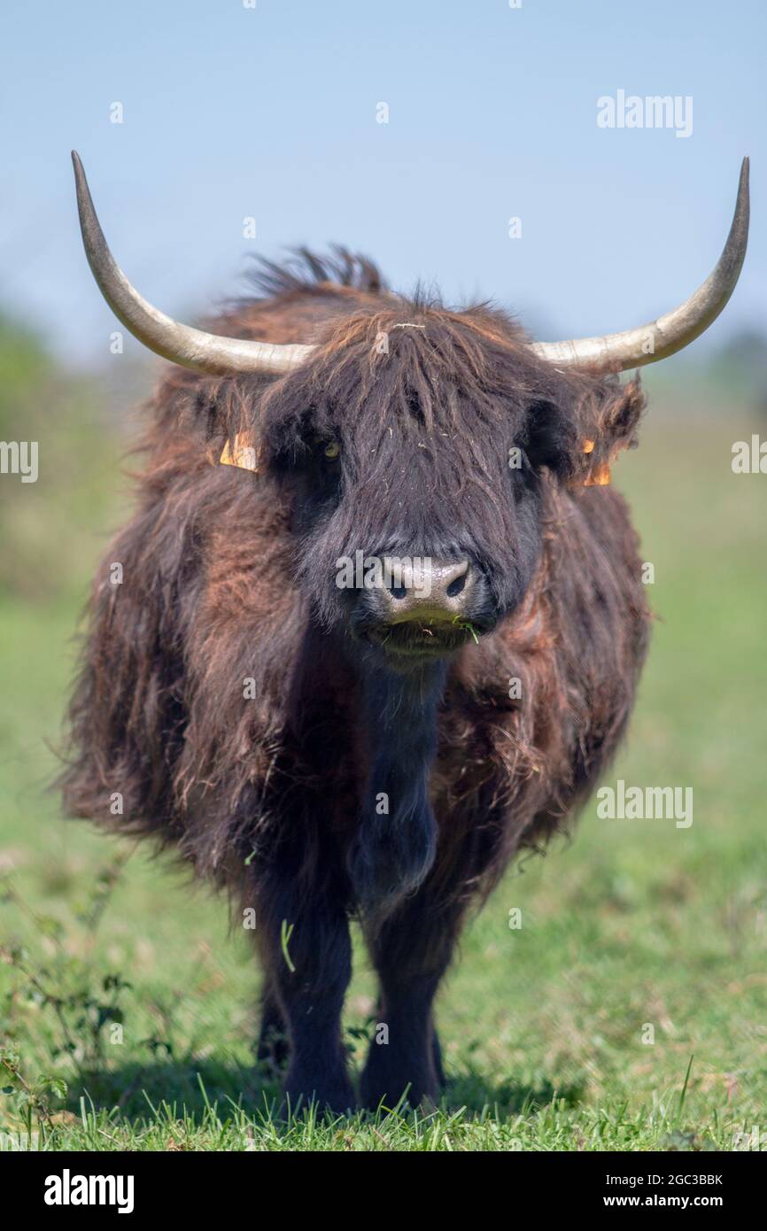 A BEAUTIFUL HIGHLAND COW IN THE MEADOW Stock Photo - Alamy