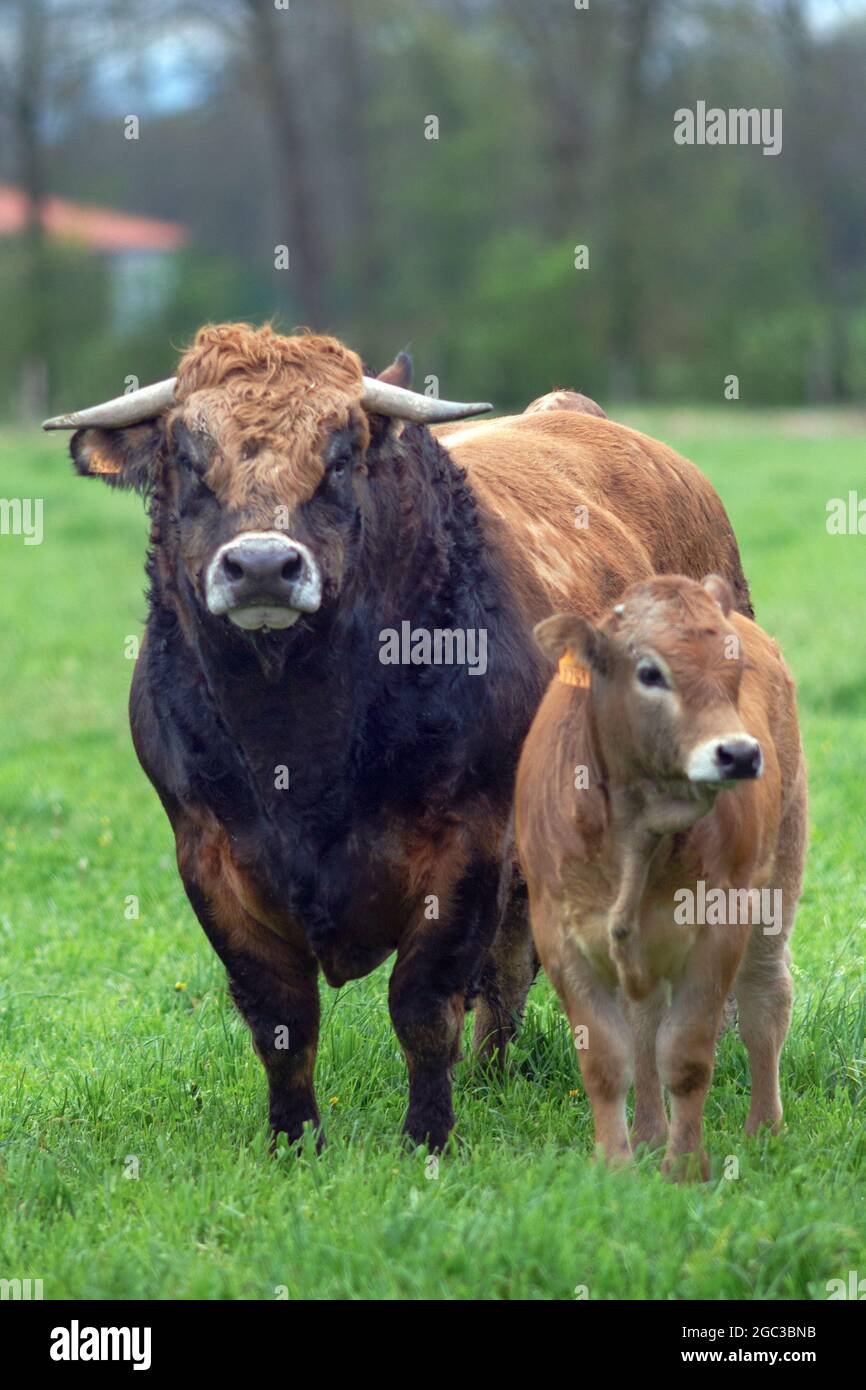 A BULL AND A CALF STAND SIDE BY SIDE IN A MEADOW Stock Photo - Alamy
