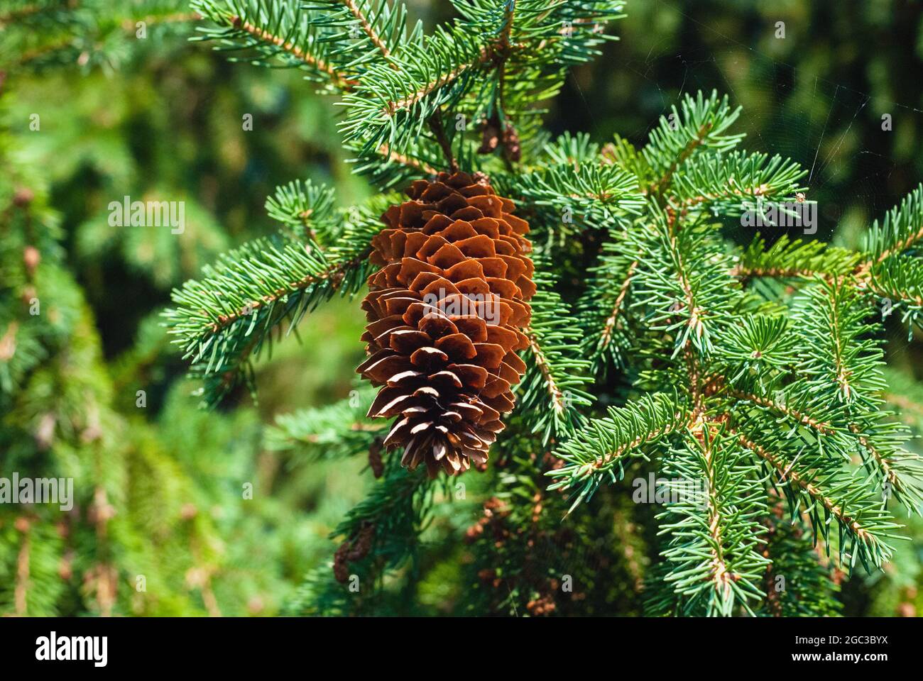 Red spruce picea rubens tree hi-res stock photography and images - Alamy