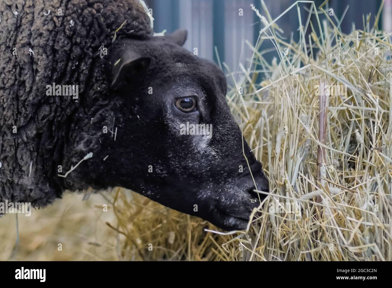 Close up sheep eating hay hi-res stock photography and images - Alamy