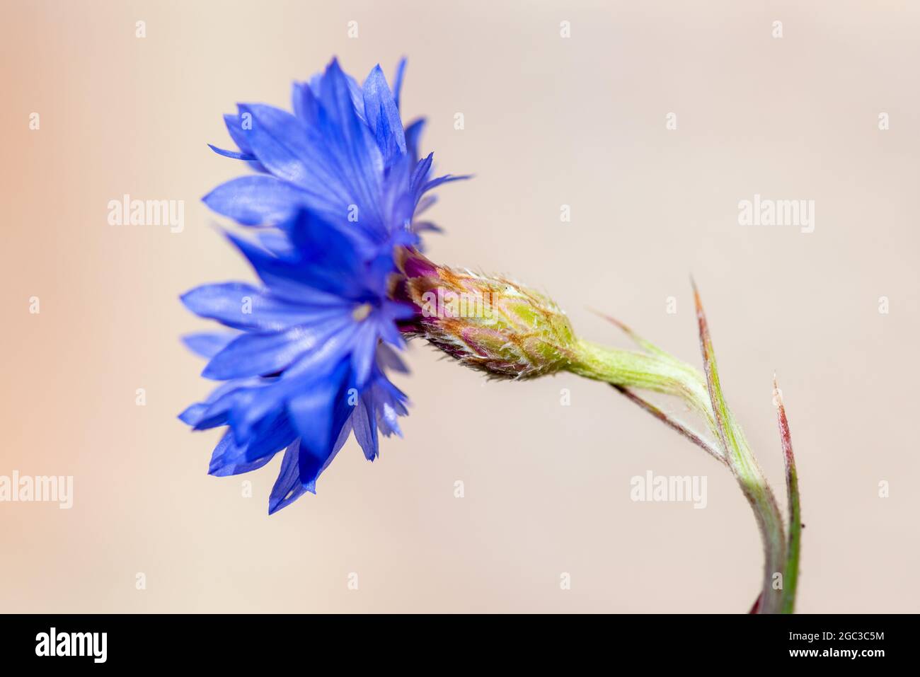 Blue cornflower hi-res stock photography and images - Alamy