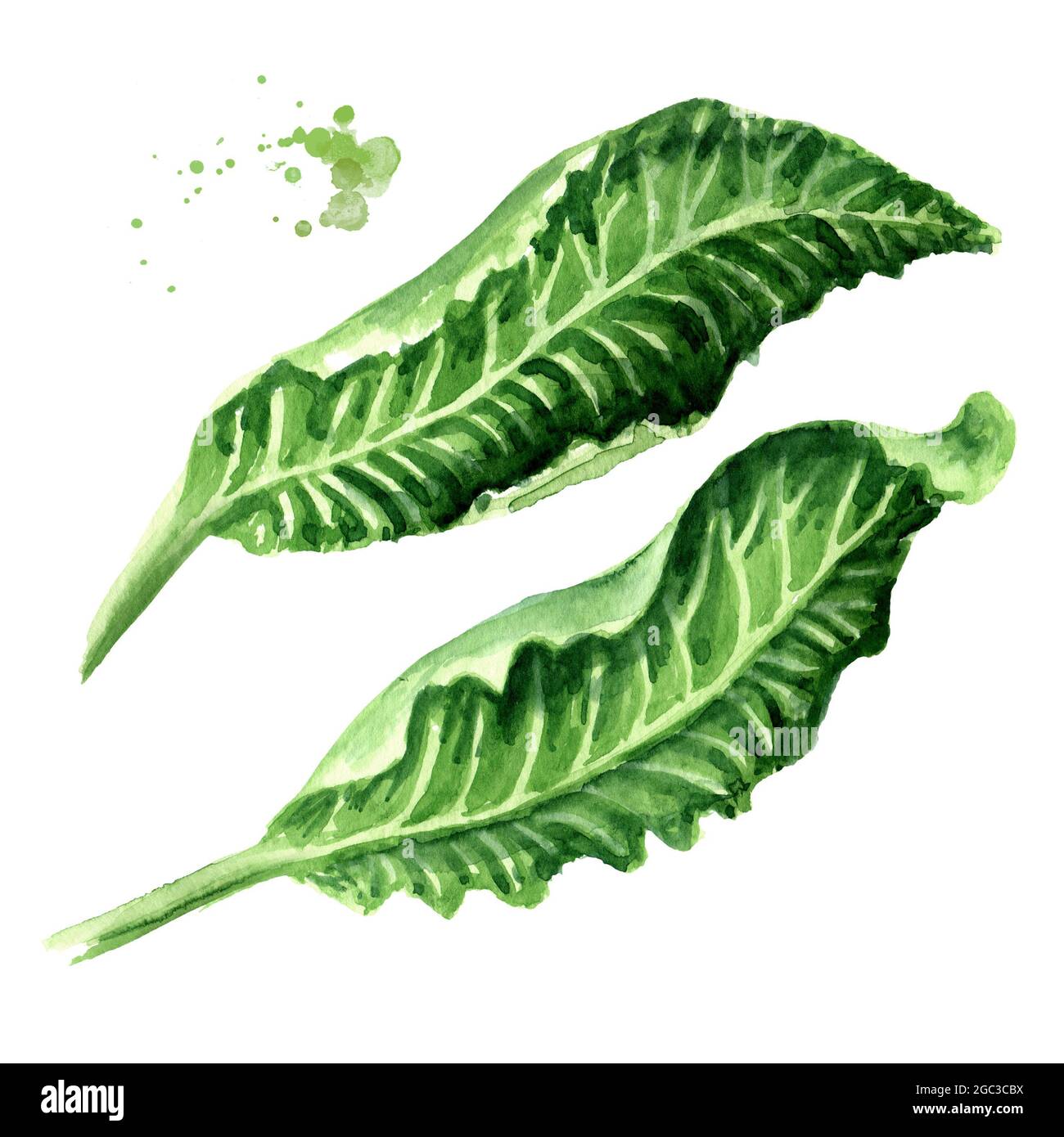 Fresh horseradish leaves set. Hand drawn watercolor illustration ...