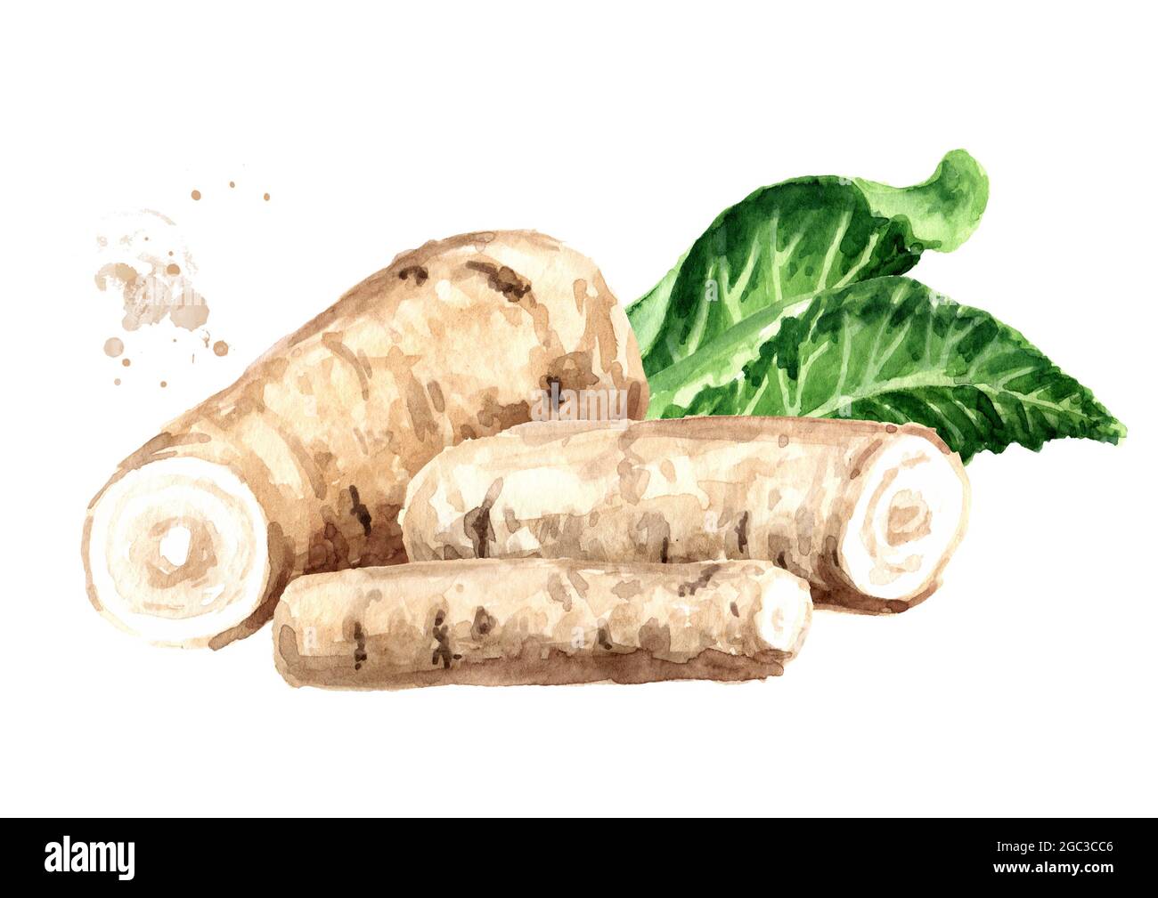Fresh horseradish root with leaves. Hand drawn watercolor illustration ...